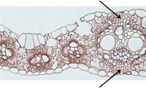 Topic 23 Primary Structure Of The Stem Flashcards Quizlet