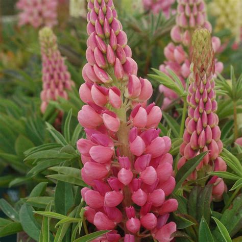 Mini Gallery Pink Bicolor Lupine Plant Addicts