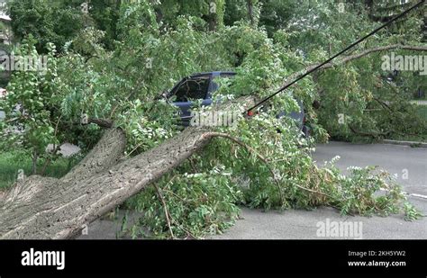 Buried Tree Stock Videos And Footage Hd And 4k Video Clips Alamy