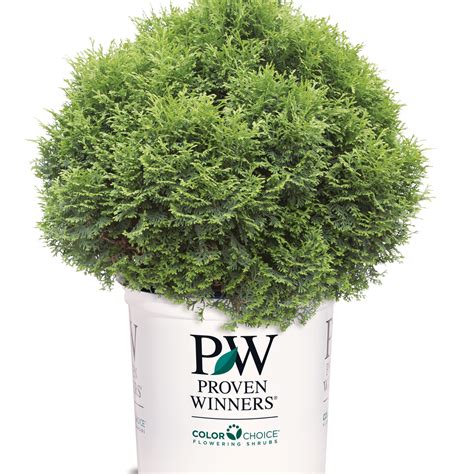 Arborvitae Tater Tot® Proven Winners® Shrubs Proven Winners Direct™