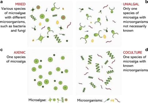 Microalgal Culture Types A Mixed Culture B Unialgal Culture C Axenic