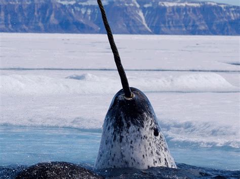 Narwhal Nuabheirthe Miotaseolaíocht Na Gailíse Alixion Druide