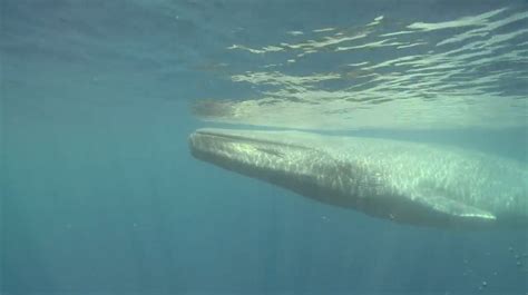 What Animal Has The Biggest Penus Fjcy