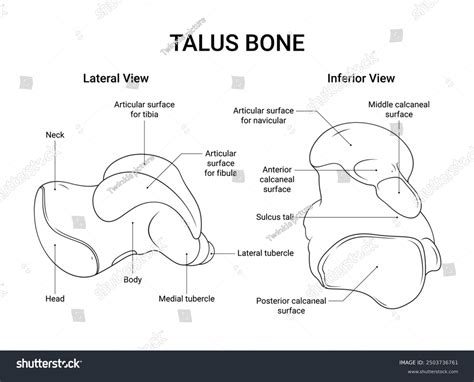Anatomy Talus Bone Lateral View Inferior Stock Vector Royalty Free