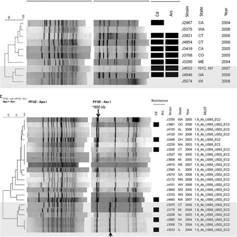 Positive Camp Test L Monocytogenes And Staphylococcus Aureus