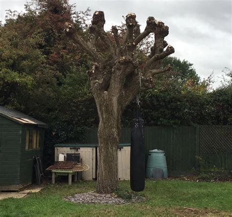 Pollarding Angus Tree Care