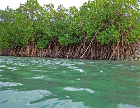 Red Mangrove A Vital Lifeline For Marine Biodiversity Ocean Info