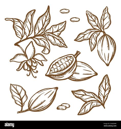 Cocoa Branches Sketch Fruit Seeds Leaves Branches Of Theobroma Tree Cocoa Branches Sketch Fruit Seeds Leaves Branches Of Theobroma Tree
