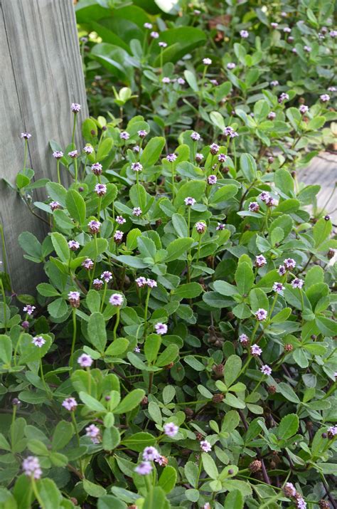 Prostrate Blue Porterweed — Florida Native Plants Nursery And Landscaping
