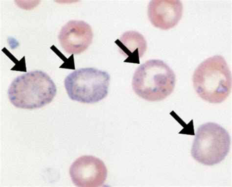 Cell Inclusions Flashcards Quizlet