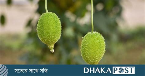 কাঁকরোল খেলে কী হয়?