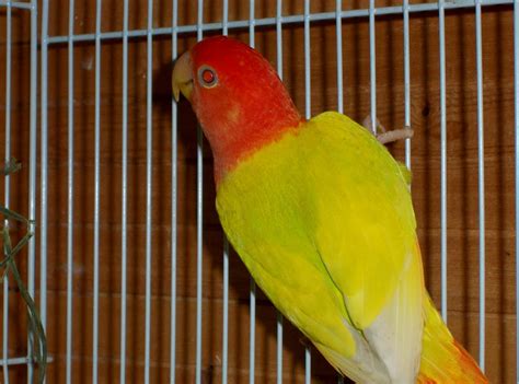 Paraiso Dos Agapornis Agapornis Roseicollis