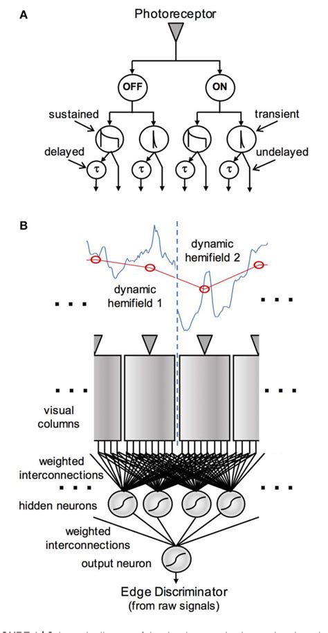 Figure 1 From Neural Network Model For Detection Of Edges Defined By Image Dynamics Semantic
