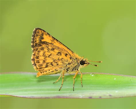 Butterflies Of Singapore Oct 18 2020