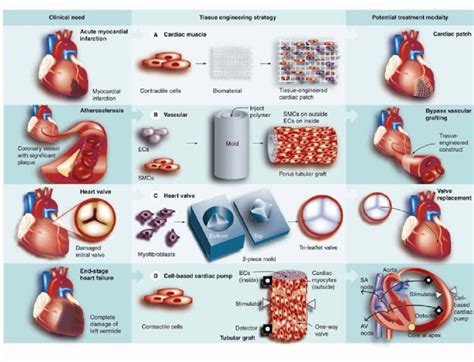 3 Functional Cardio Vascular Tissue Engineering At A Glance A