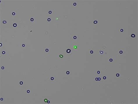 Celldrop Automated Cell Counters Gc Biotech