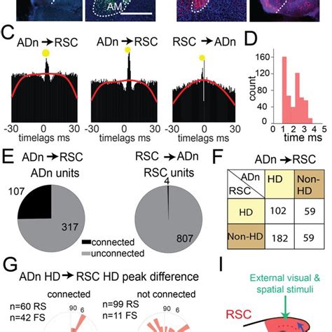 Asymmetric Connectivity Between Rsc And Adn A Monosynaptic Rabies Download Scientific Diagram