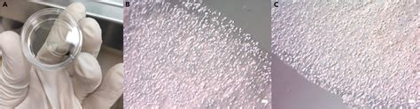 Visual Aspect Of A 3d Bioprinted Scaffold A Representative Image Of A