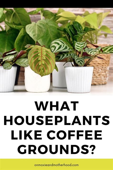 12 Houseplants That Like Coffee Grounds How To Use On Moxie And