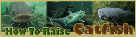 Guide On Catfish Farming