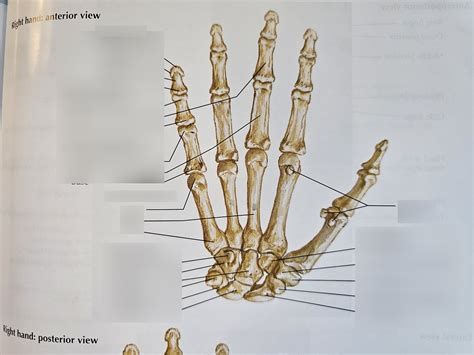 Metacarpals Diagram Quizlet Metacarpals Diagram Quizlet