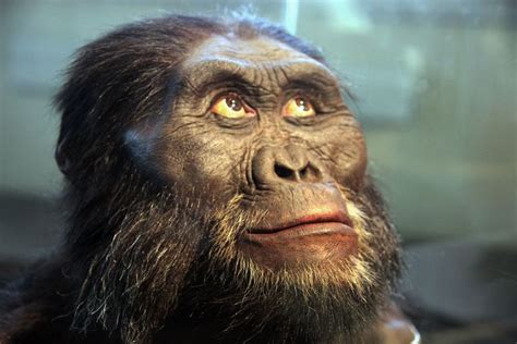 Australopithecus Facts And Figures