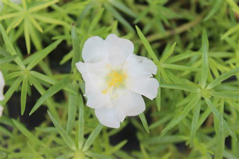 Portulaca Oleracea Común Verdolaga Además Conocido Como Verdolaga