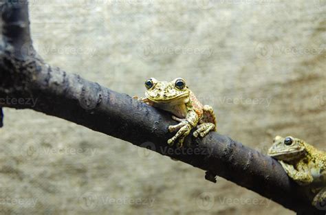Green Tree Frog Perched On A Flower Petals Stock Photo At Vecteezy