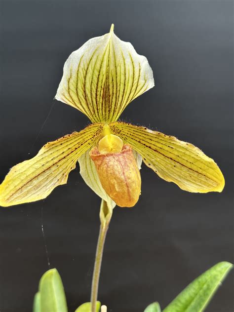 Paph Dramatic X Mukuli Alba Southern Suburbs Orchid Society Inc