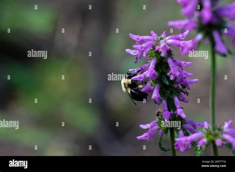 Bumble Bee On Nepeta Foraging For Food And Polinating Flowers Stock Photo Alamy