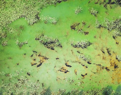 Combating Green Algae To Get Rid Of Pea Soup Biotope One