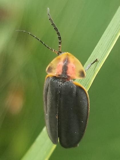 Tenaspis Tenaspis Angularis Bugguide Net