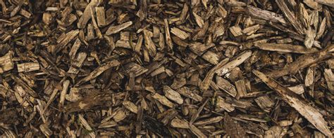 Root Collar Excavation Soil Aeration Champion Tree Plant Health Care