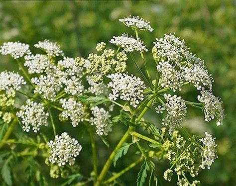 Poison Hemlock Has Spread Throughout The Us Heres How To Kill It