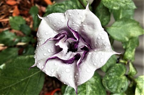 Toloache Datura Toxicidad Y Regulación