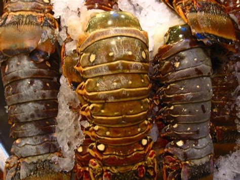 How long can you keep uncooked lobster tails in the refrigerator? [2025 ...