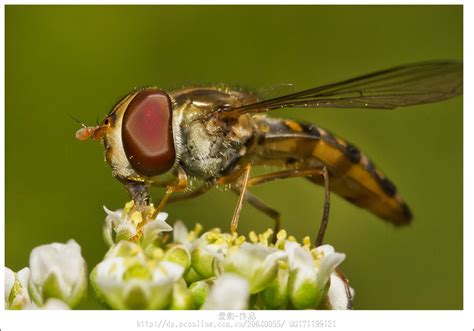 【果蝇摄影图片】上杭生态摄影爱眼太平洋电脑网摄影部落