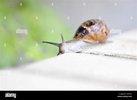 Snail On The Wall Stock Photo Alamy