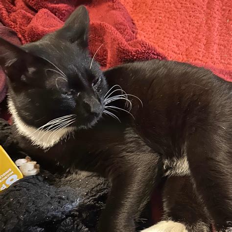 Donate To Tux Support Animal Welfare With Cuddly