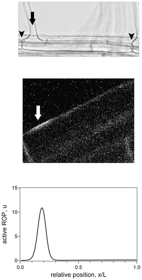Wildtype Root Hair Formation Basal Cell Ends Are To The Left A