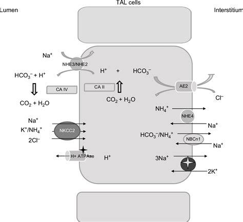 The Importance Of The Thick Ascending Limb Of Henles Loop In Renal Ph