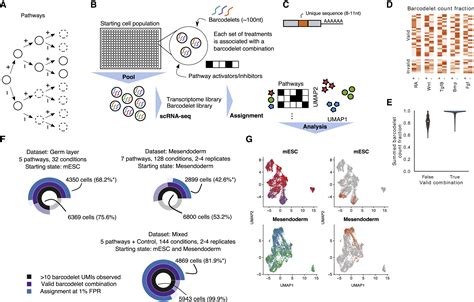 A Multiplexed Barcodelet Single Cell Rna Seq Approach Elucidates Combinatorial Signaling