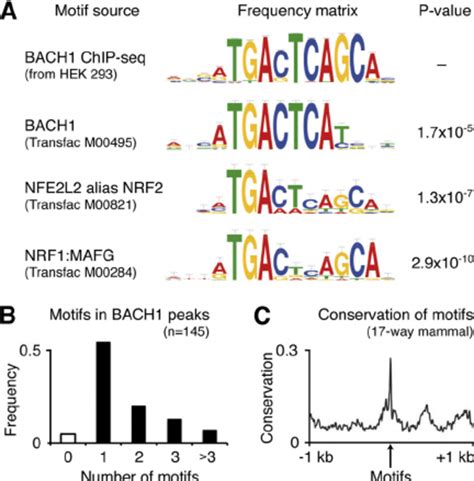 Bach1 Binding Motif Comparison Occurrence And Conservation A Top Download Scientific