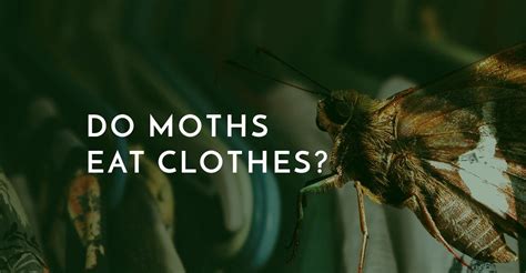 Do Moths Eat Clothes Pest Republic Moth Guide