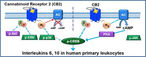 Cannabinoid Receptor 2 Cb2 Signals Via G Alpha S And Induces Il 6 And