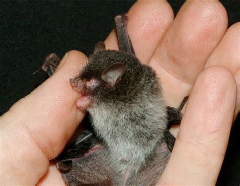 Exploring The Life Of The Bumblebee Bat The Worlds Smallest Mammal