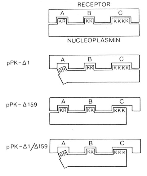 Figure 3 From Characterisation Of The Nuclear Location Sequence Of