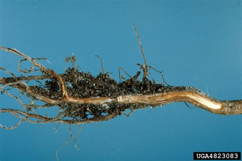 Phytophthora Root Rot Phytophthora Cinnamomi Rands