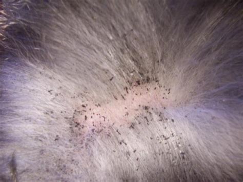5 Signs Your Home Has A Flea Infestation
