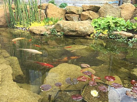 Natural Looking Koi Pond